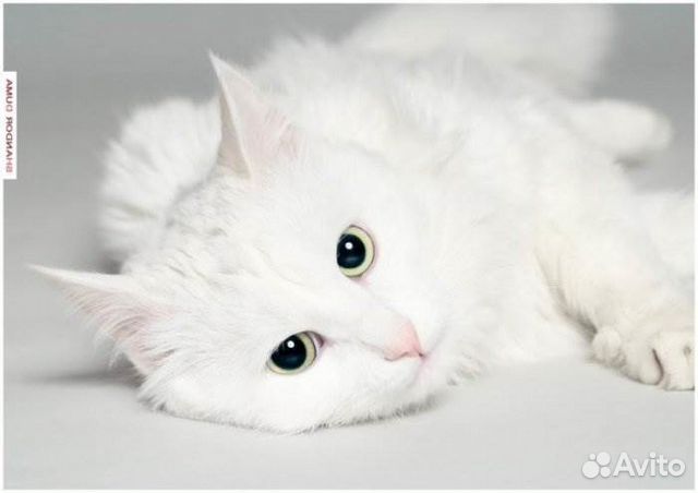 Отдам великолепную белую пушистую кошечку