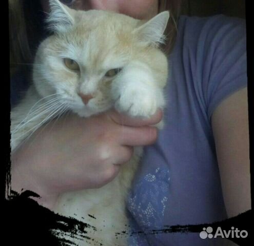 Котик потеряшка