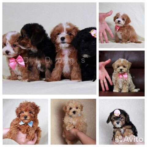 Мальчики и девочки, окрас Рэд, крем, Мальтипу