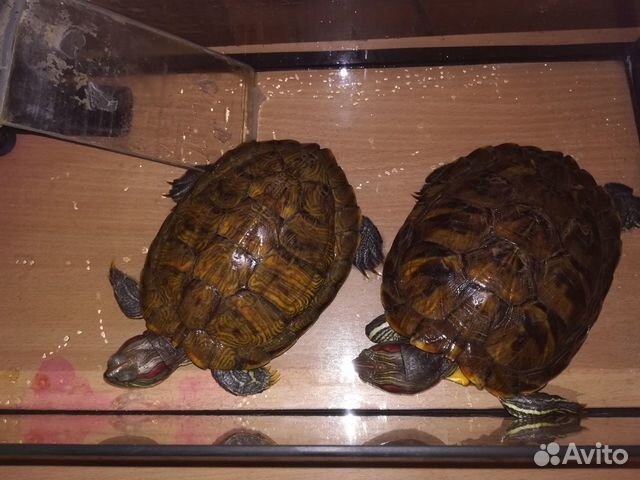 2 красноухие черепахи