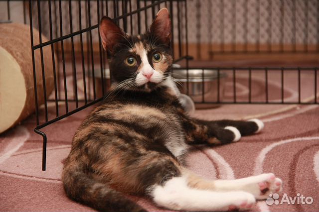 Котенок девочка Лия 5 мес