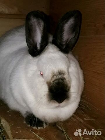 Продажа чистокровных кроликов