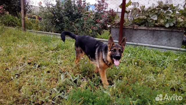 Продам щенков немцев