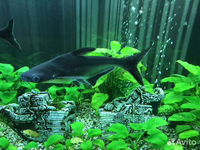 Акулий сом (пара)