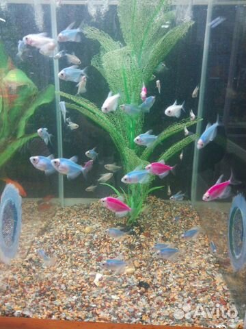 Аквариумные рыбки