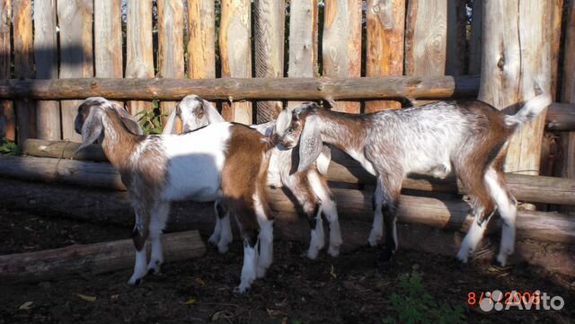 Нубийские и альпийские козы, козлы