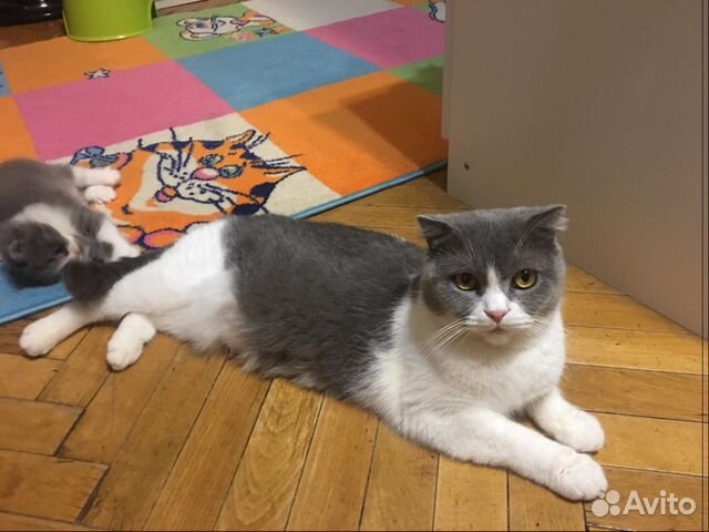 Котята от британской кошечки