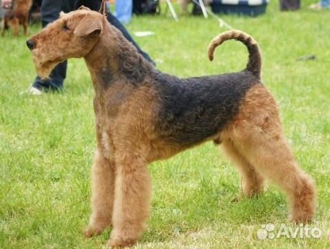 Щенки эрдельтерьера