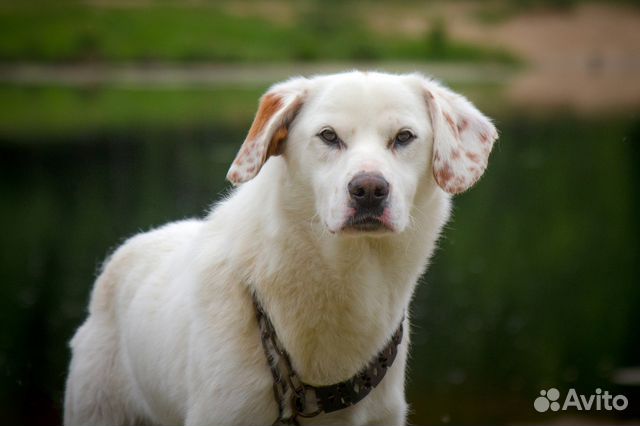 Чудесный Беляш ищет дом