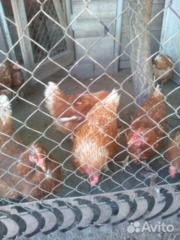 Продаются куры-несушки "Браун"