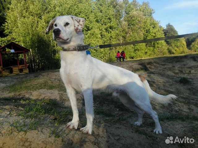 Собака компаньон полтора года