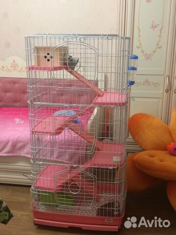 Шиншилла с клеткой возраст:1 год