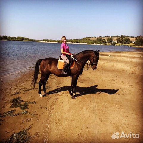 Ганноверский мерин