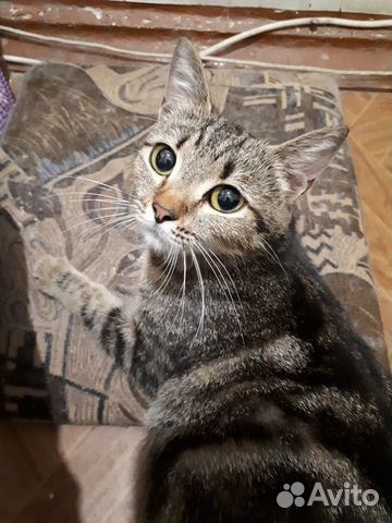 Ищем добрые руки