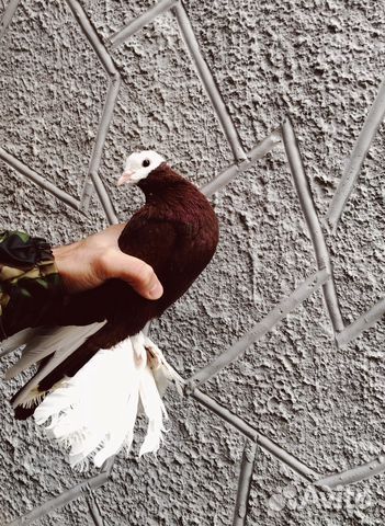 Армавирские белоголовые бойные голуби