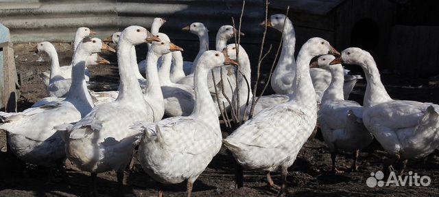 Гуси Линда. Гусята 3 месяца