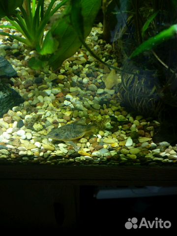 Крапчатый сомик