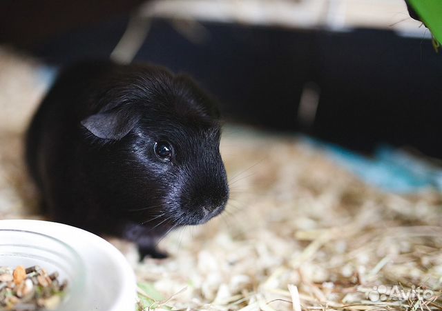 Морская свинка, декоративный кролик