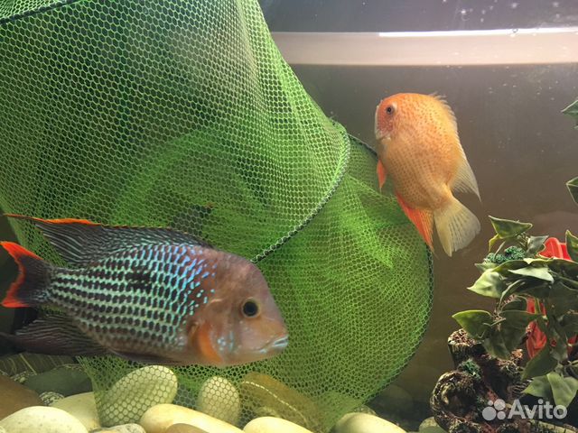 Аквариумная рыба - Акара