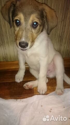 Отдаю красавчика в Любящие и заботливые руки