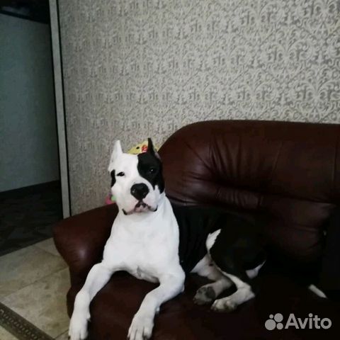 Для вязки. Ам Стафф Терьер. Развязан