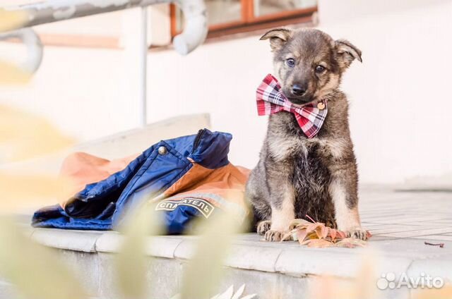 Маленькие щенки спасут вас от осенней хандры