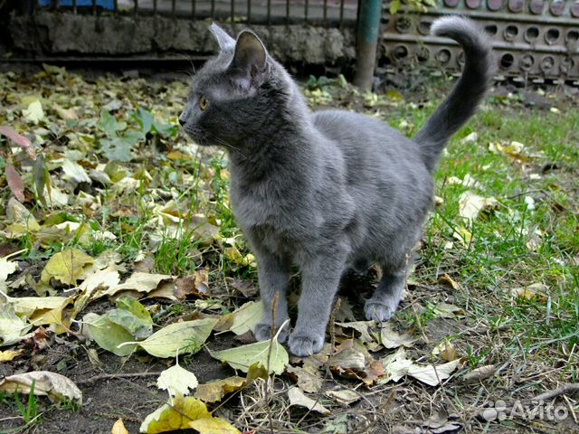 Котенок 3месяца(девочка)