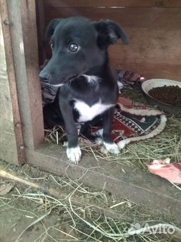 Ищет дом маленький звоночек -Кнопа