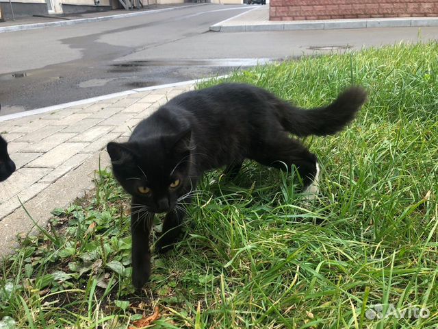 Замечательный малыш очень ищет дом