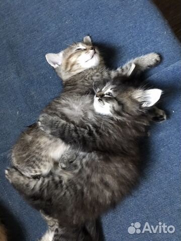 Котята