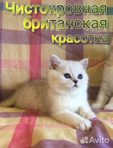 Британская Красотка с окрасом Серебристая Шиншилла