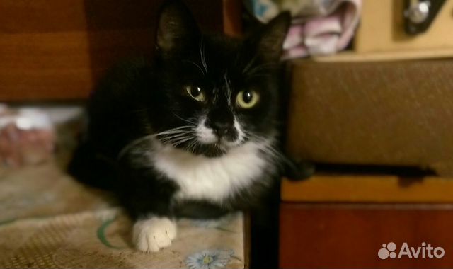 Котик Тимоша в добрые руки