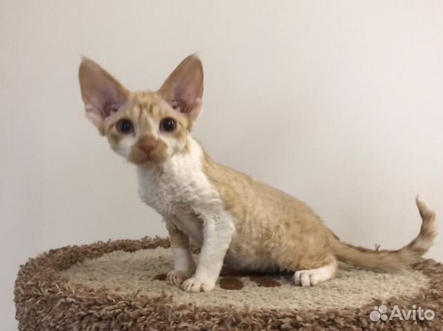 Девон-рекс котик Антуан