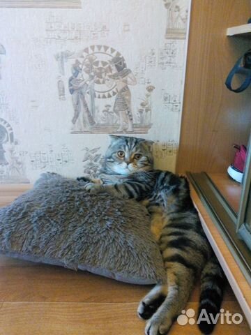 В добрые руки