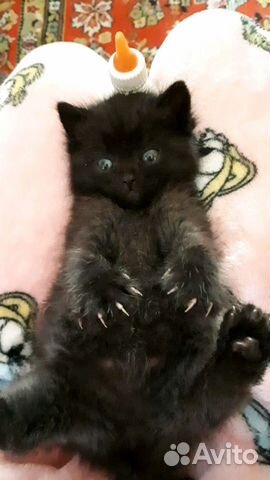 Котенок