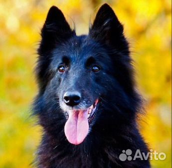 Кобель бельгийской овчарки в добрые руки