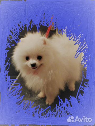 Супер мини мальчик