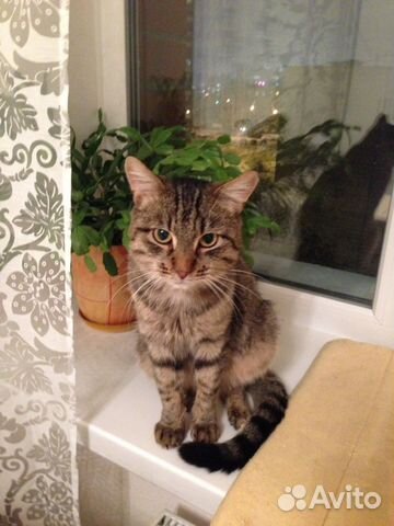 Камышовый котик