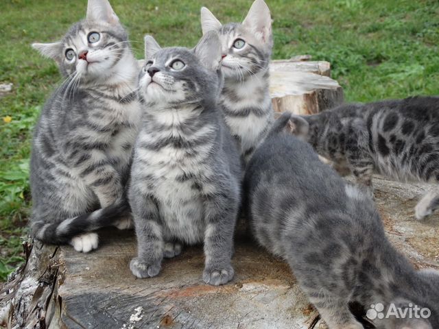 Шикарные голубые бенгалы