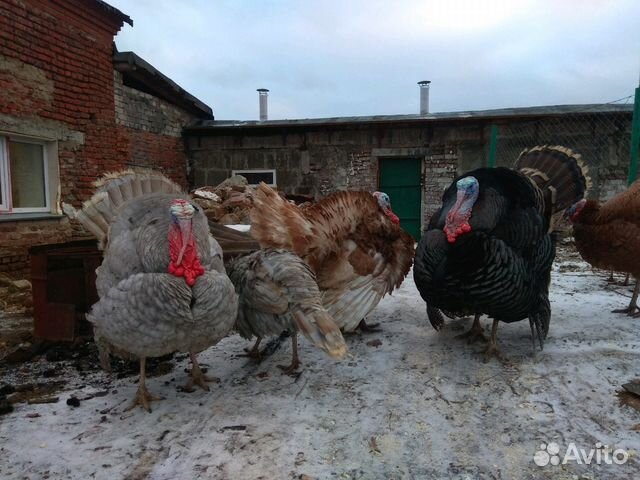 Индюки на племя