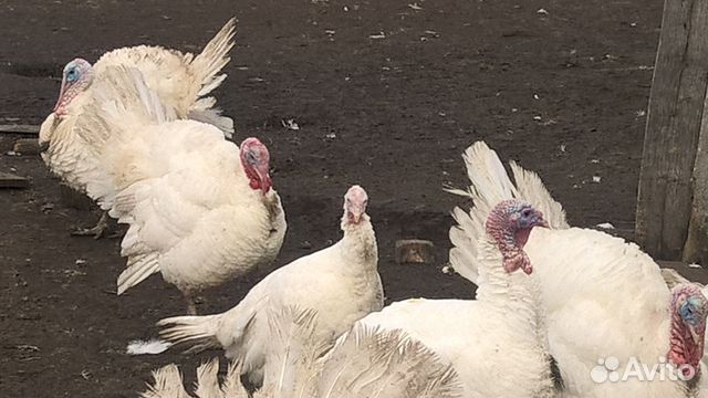 Индейка и индюк на племя