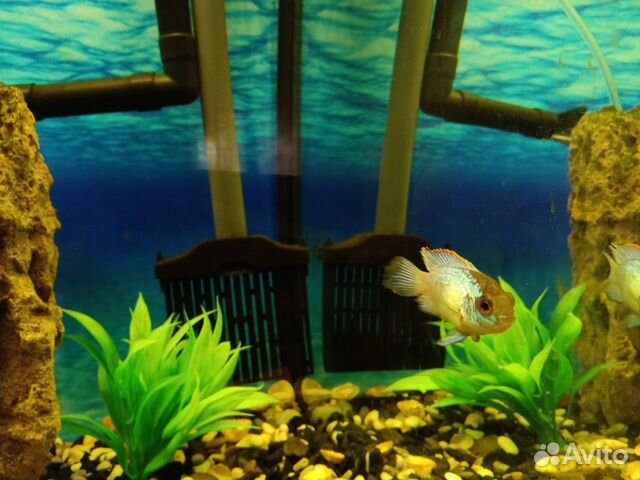 Продам Наннакару Неоновую