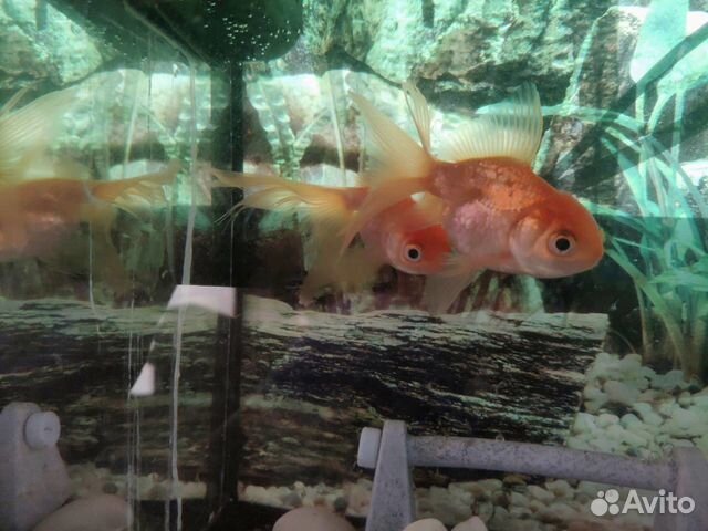 Отдам рыбок (2 золотых, сом, гуппи) и аквариум