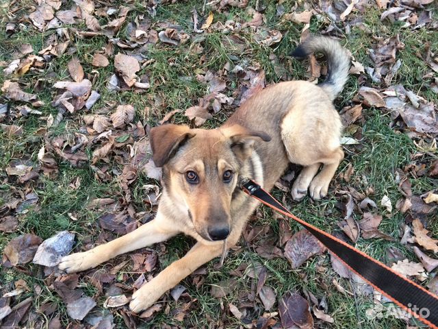 Щенок в добрые руки