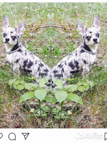 Вязка чихуа