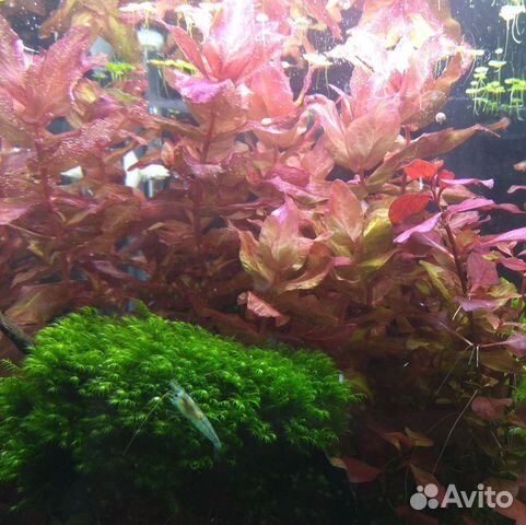 Прополка Ротала Макрандра