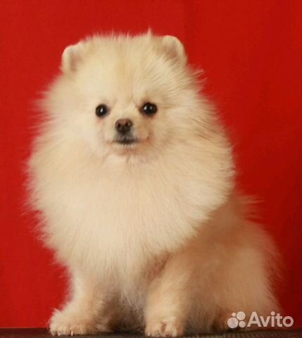 Шпиц померанский 27.12.17