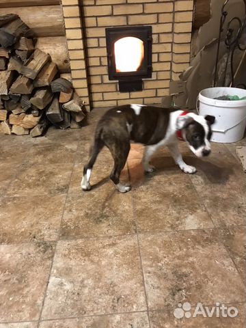 Продаётся стафф щенок сука