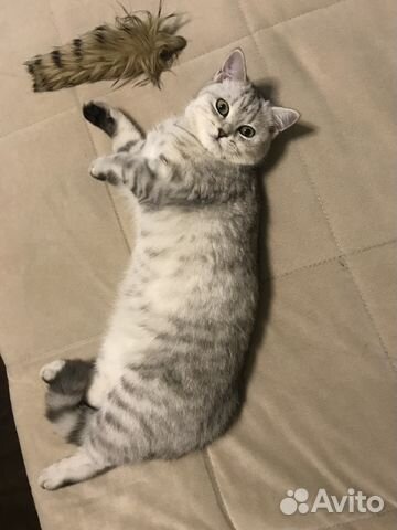 Британская кошечка вязка