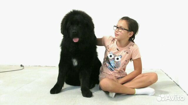 Тибетский мастиф